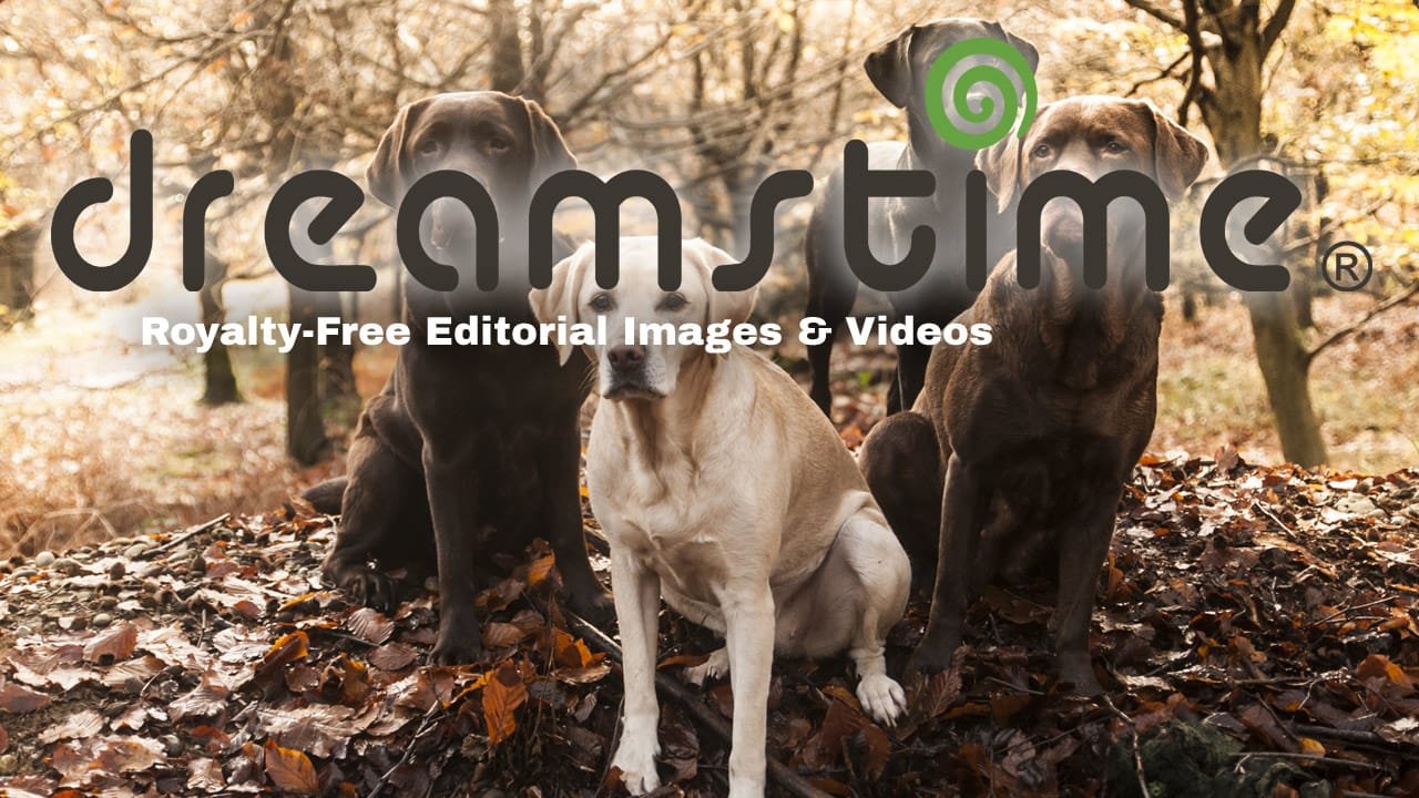 Create with Dreamstime Stock Photos & Images, Vectors, Video & Audio ...